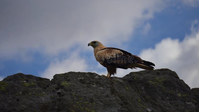Falcon on Rocky Perch stock photo. Image of wildlife - 376724112