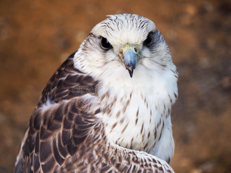 Falcon saker stock photo. Image of falcon, powerful - 156193656