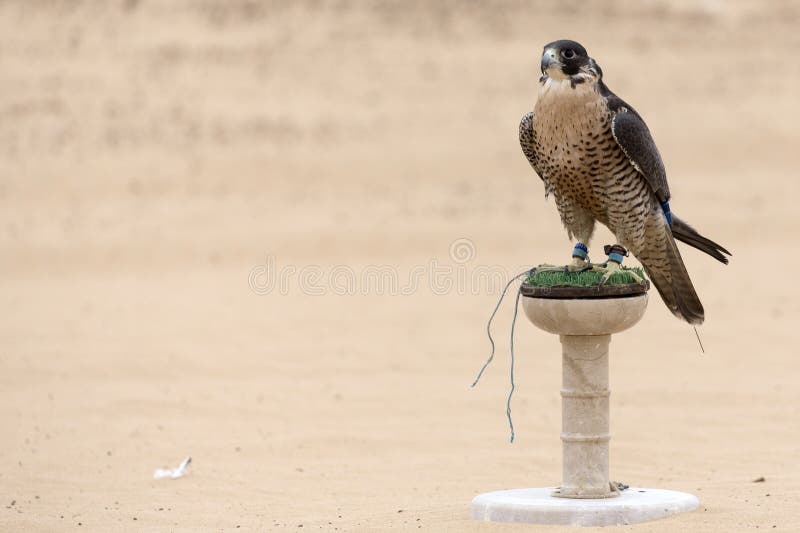 Falcon on the sand stock photo. Image of nature, animal - 370535734