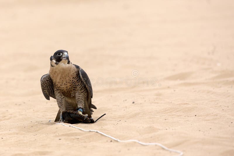 Falcon on the sand stock image. Image of sand, bird - 370535735