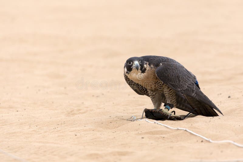 Falcon on the sand stock photo. Image of sand, desert - 370535740