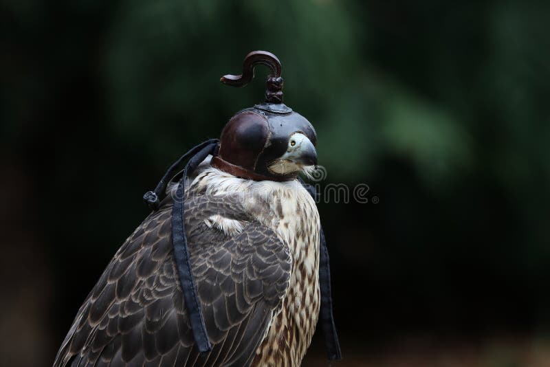 Falcon at seat with hat stock photo. Image of raptor - 268089144