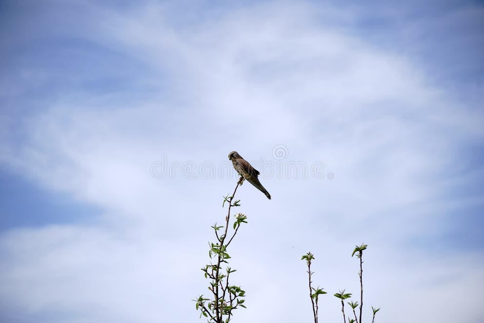 Falcon stock image. Image of departure, behavior, falcon - 93444489