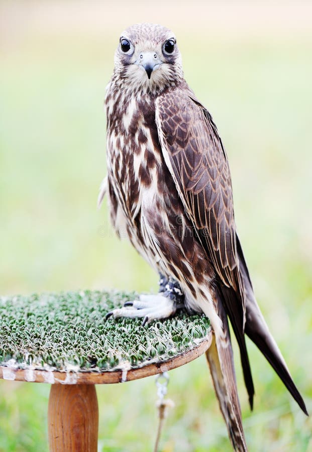 Falcon sits on a stand stock photo. Image of outdoor - 69089754