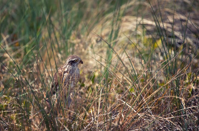 Falcon stock image. Image of predator, falcon, bird - 124245833