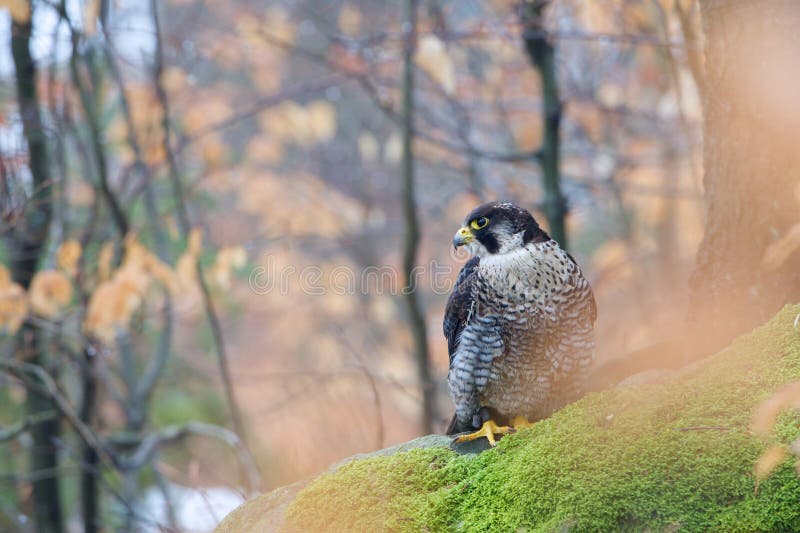 Falcon stock image. Image of predator, falcon, falconry - 37421347