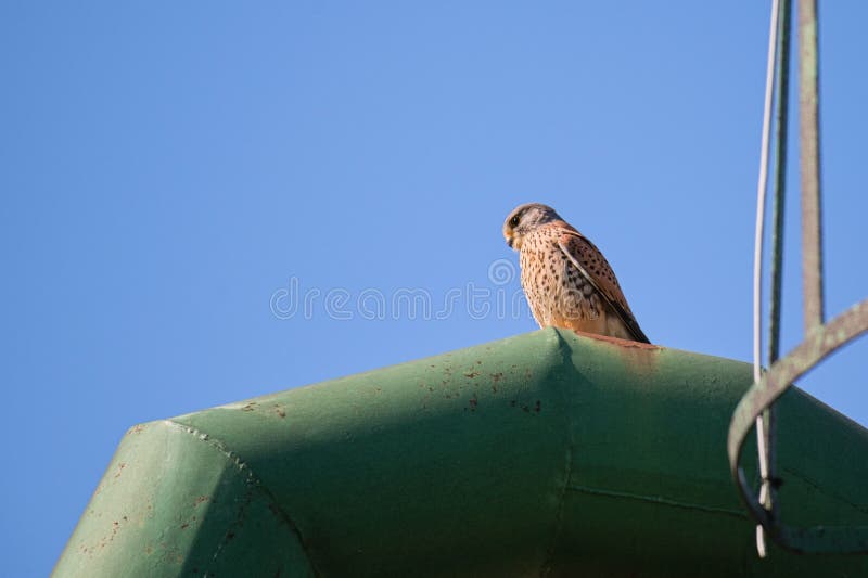 Falcon sitting on silo stock photo. Image of raptor - 257833640