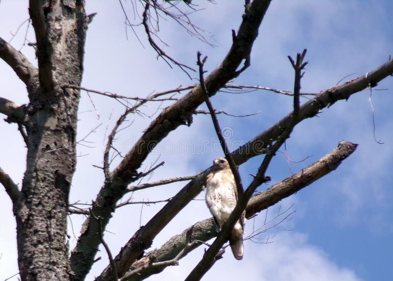 Falcon on Tree stock image. Image of tree, nature, bird - 339316545