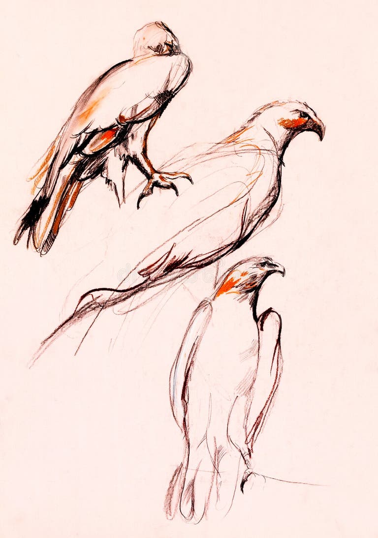 Prey Animal Sketch Art Stock Illustrations – 7,154 Prey Animal Sketch ...