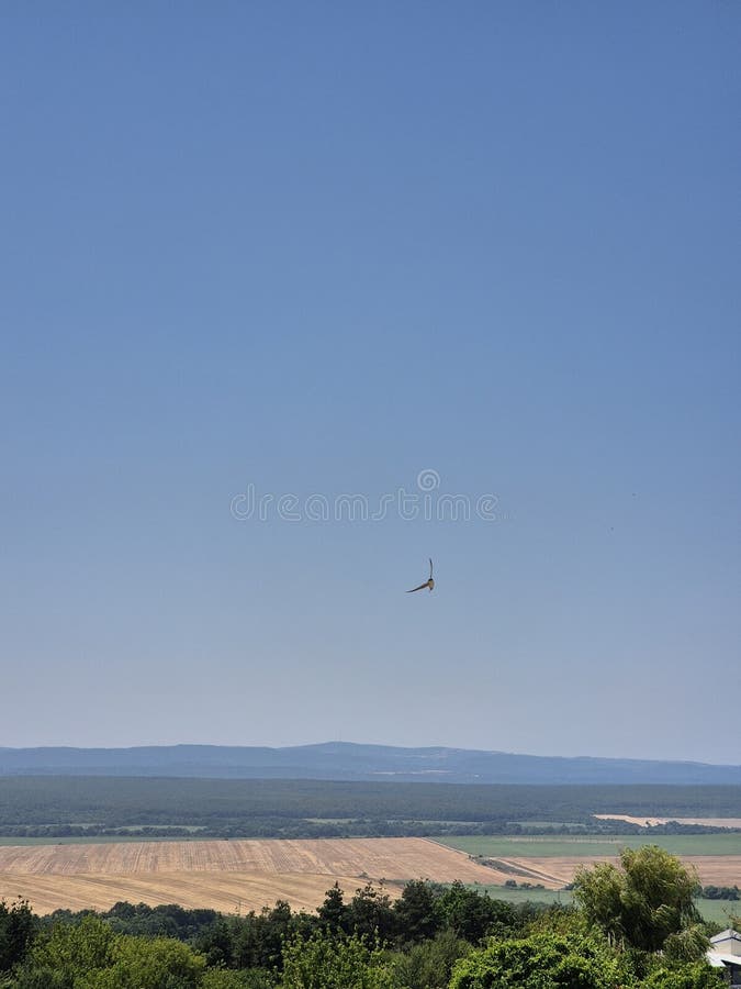 Falcon in the Sky. Falcon Soaring Over the Seashore Stock Image - Image ...