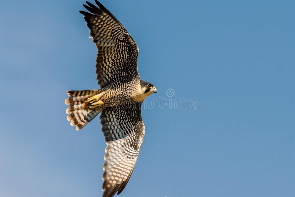 Falcon Soaring Against a Clear Blue Sky Stock Image - Image of blue ...