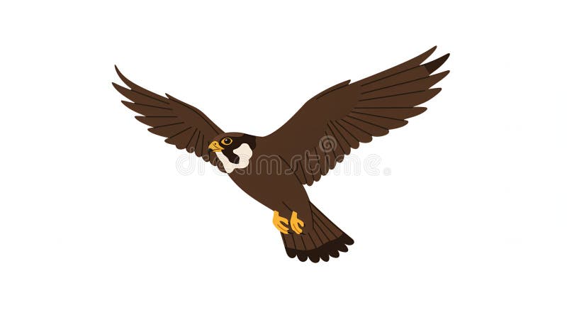 Falcon Soaring with Wings Spread on Isolated Background Stock ...