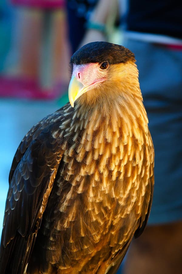 Falcon Standing on a Rusty Wooden Pole in Wild Park Castle Tambach ...