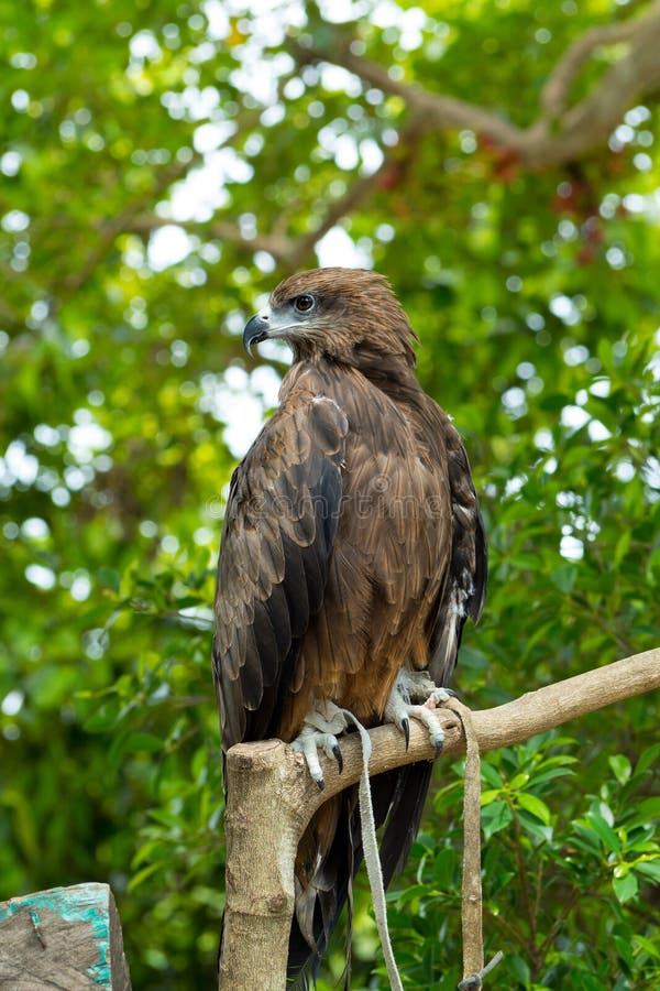 Falcon Standing on a Tree Stump. Stock Image - Image of hunter ...
