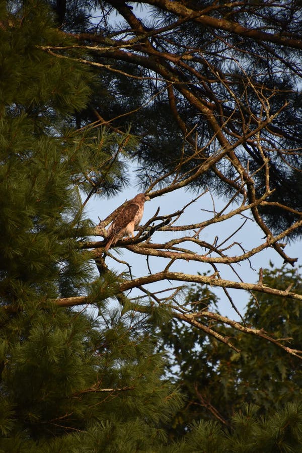 Falcon Surrounded by Pine Boughs in the Summer Stock Image - Image of ...