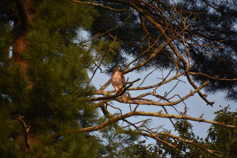 Falcon Surrounded by Pine Boughs in a Tree Stock Image - Image of ...
