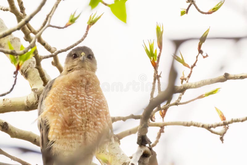 A Falcon on a Tree in Alberta, Canada during the Spring Stock Photo ...