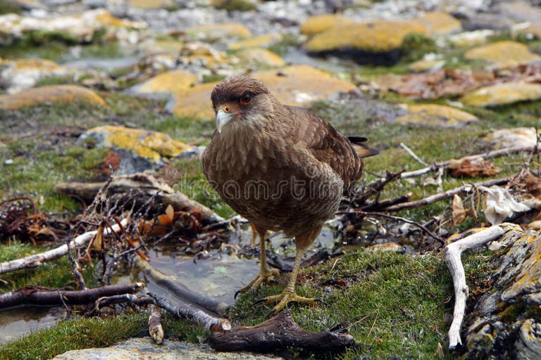 708 Falcon Texture Stock Photos - Free & Royalty-Free Stock Photos from ...