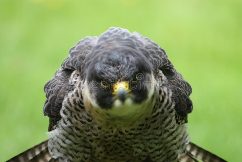 Falcon Who is Shaking His Head Stock Photo - Image of head, duck: 12368648
