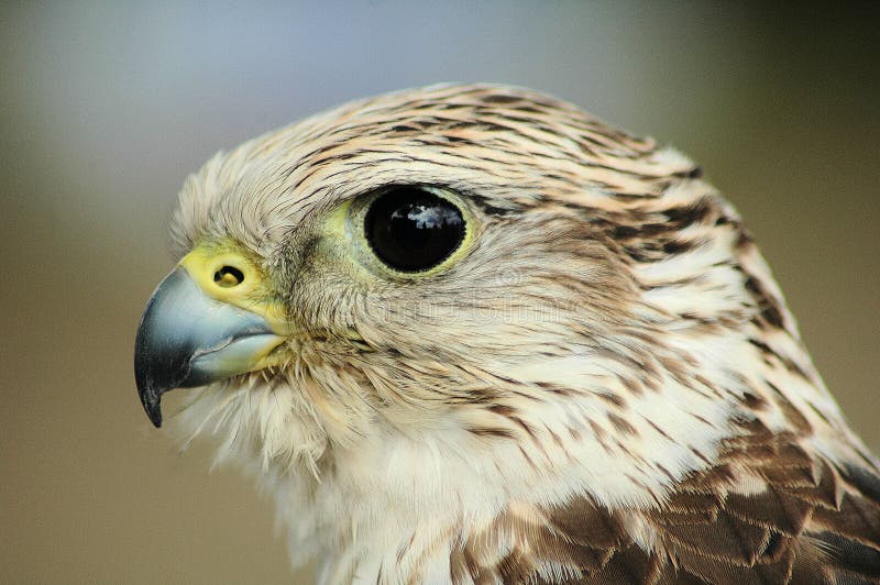Falcon in the wild stock photo. Image of predator, nature - 201556988