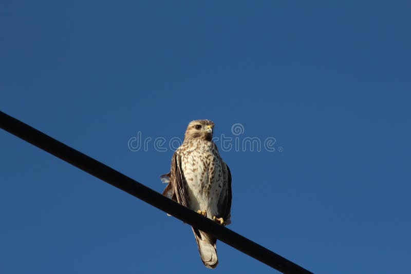 Falcon on wire editorial image. Image of wing, bird, eagle - 46985935