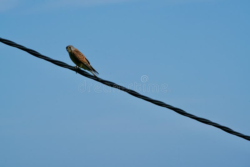 Falcon on a wire stock image. Image of avian, bird, birds - 190151853