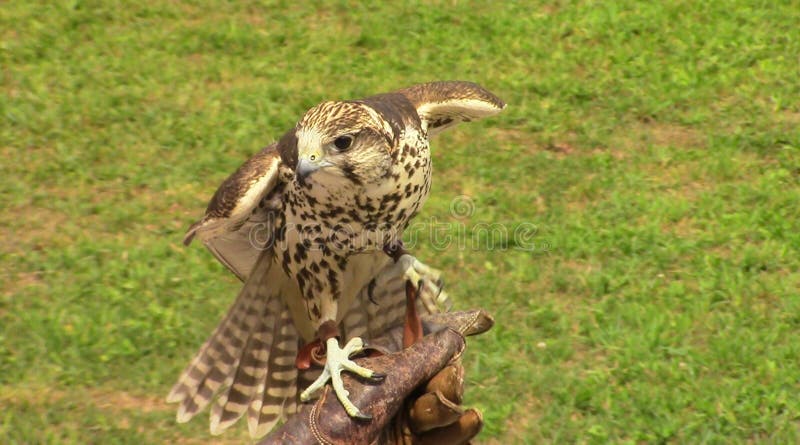 Falcon in the zoo stock image. Image of wing, show, eagle - 199140355