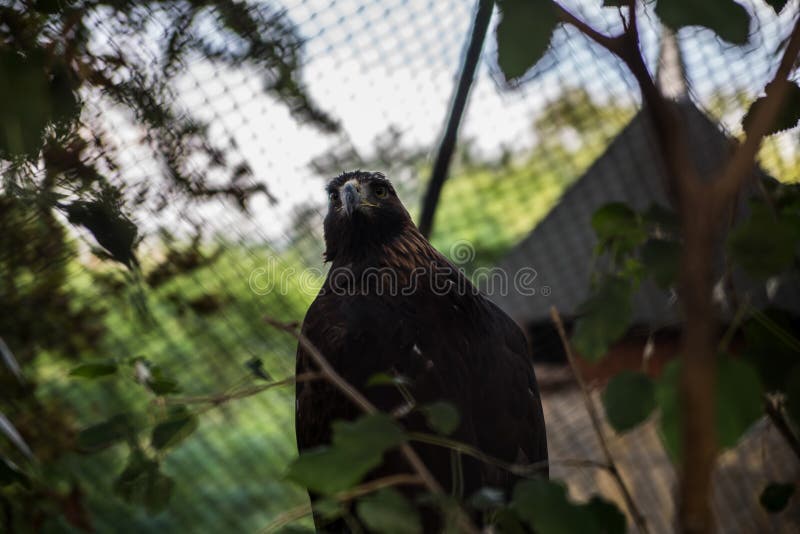 Falcon at zoo in Belgrade stock photo. Image of plume - 90888690