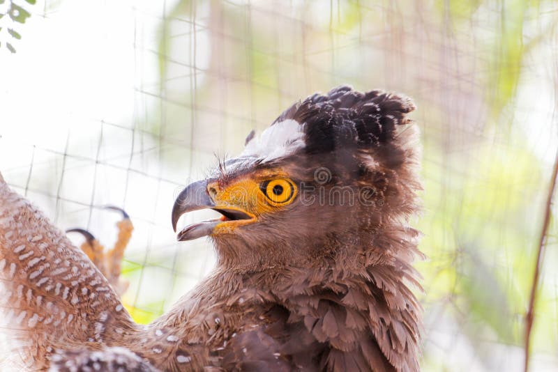 Falcon stock image. Image of outdoors, nature, perched - 67036787