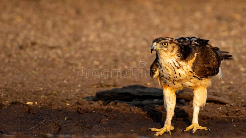 Falcon at a zoo at sunset stock photo. Image of feather - 233672922