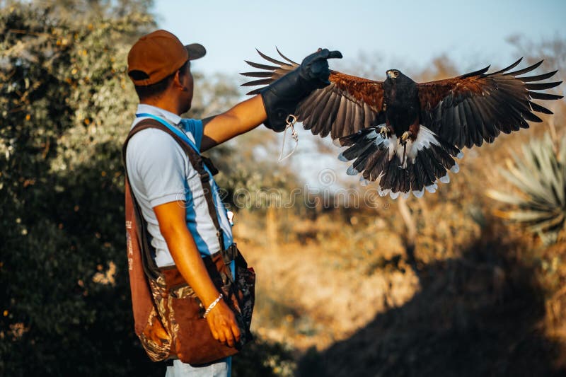 Falconer in Casual Attire Interacts with a Harris S Hawk in a Natural ...