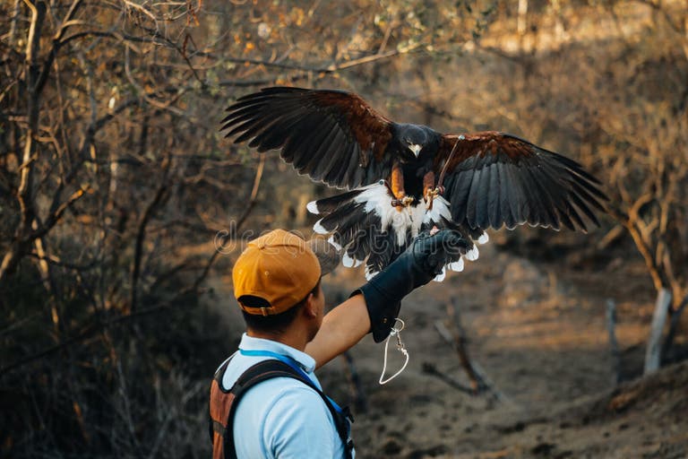 Falconer in a Forest Setting with Harris S Hawk Perched on His Gloved ...