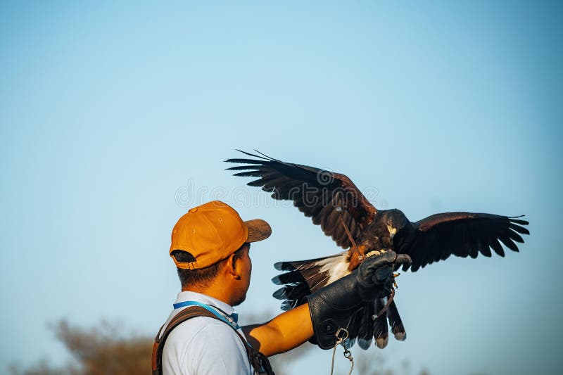 Falconer in a Forest Setting with a Harris& X27;s Hawk Perched on His ...