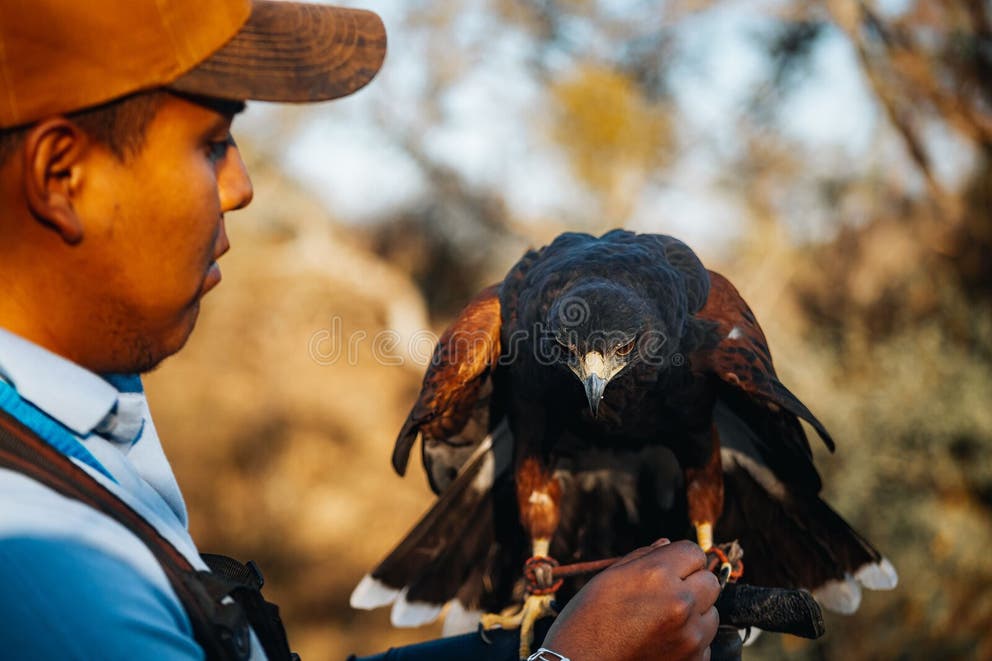 Falconer in a Forest Setting with a Harris& X27;s Hawk Perched on His ...