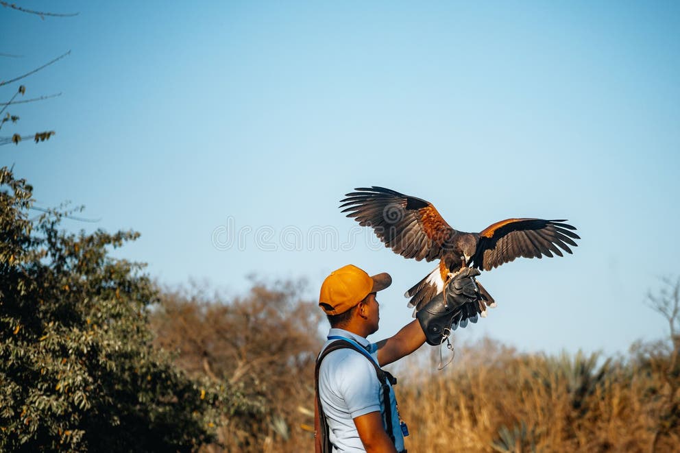 Falconer in a Forest Setting with a Harris S Hawk Perched on His Gloved ...