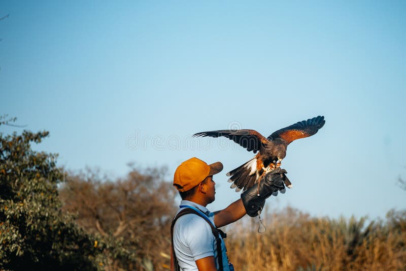 Falconer in a Forest Setting with a Harris S Hawk Perched on His Gloved ...