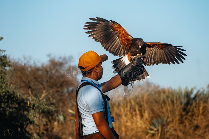 Falconer Forest Setting Harris's Hawk Perched His Gloved Hand Stock ...