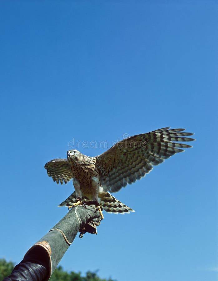 Falconer with Goshawk, Accipiter Gentilis Stock Image - Image of ...