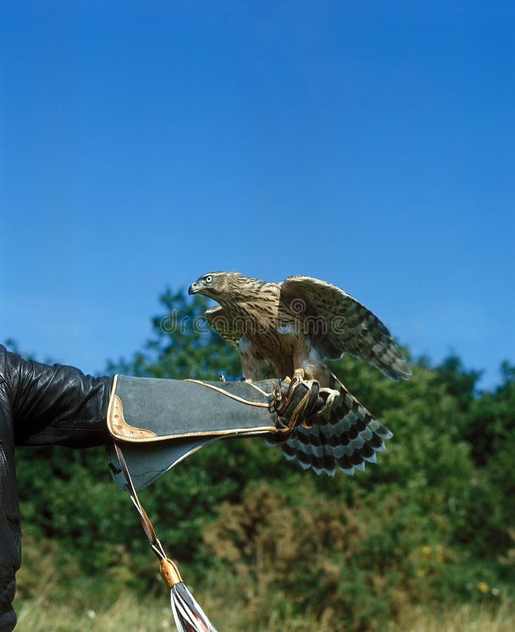 Falconer with Goshawk, Accipiter Gentilis Stock Image - Image of ...