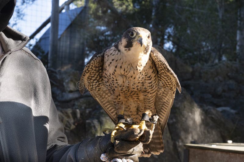 Falconer with Hawk on the Hand. Stock Image - Image of nature, species ...
