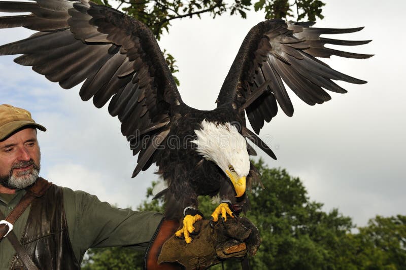 Falconiere Con L'aquila Calva Immagine Stock - Immagine di montagne ...