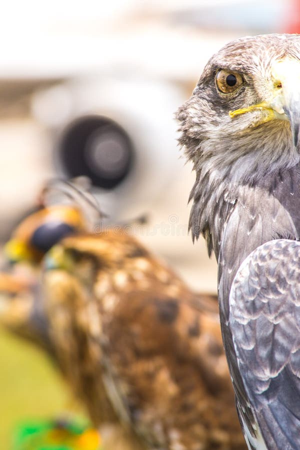 Falconry eagle color stock photo. Image of falcon, hawk - 232772606