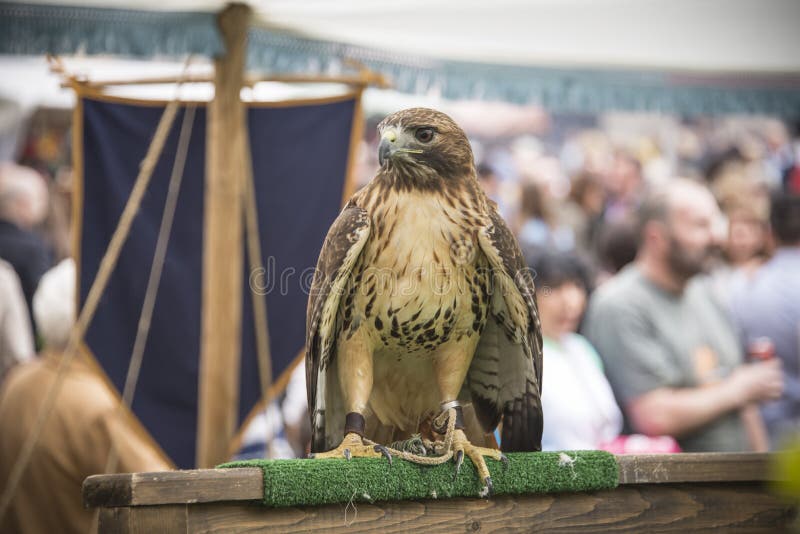 Falconry eagle on display stock image. Image of falconry - 107303591