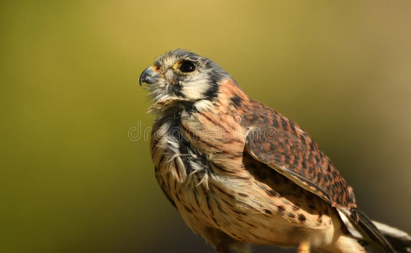 Falconry Female American Kestrel Stock Photo - Image of river, raptors ...