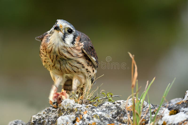 Falconry Female American Kestrel Stock Image - Image of birds, raptors ...