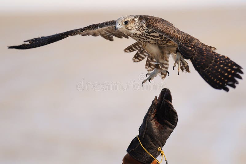 Falconry with Gyrfalcon stock image. Image of falconry - 16764469