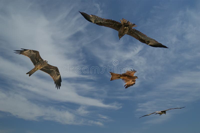 Falcons Fly Against the Blue Sky Stock Photo - Image of soar, falcon ...