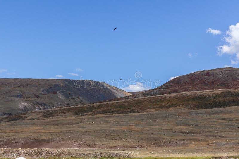 Falcons Fly I the Sky Over Steppes of Mongolia. Altai Stock Photo ...