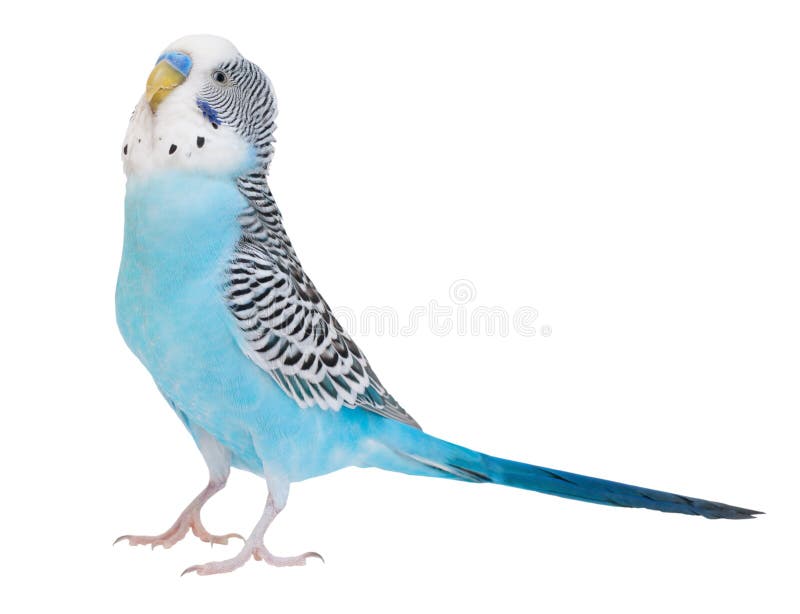 Falista papuga zdjęcie stock. Obraz złożonej z ptak, belfer - 29694052