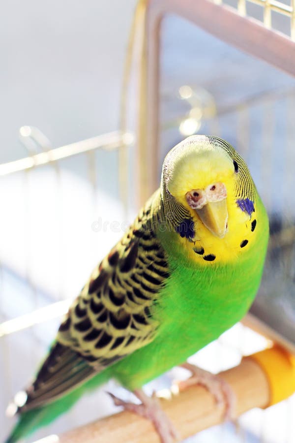 Falista papuga w klatce zdjęcie stock. Obraz złożonej z dziki - 134980654
